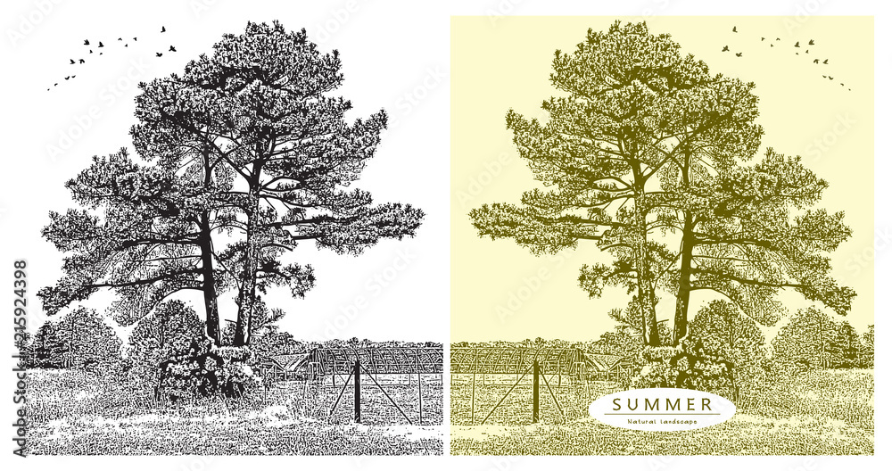 Landscape with a pine tree silhouette and birds flying in the sky ...