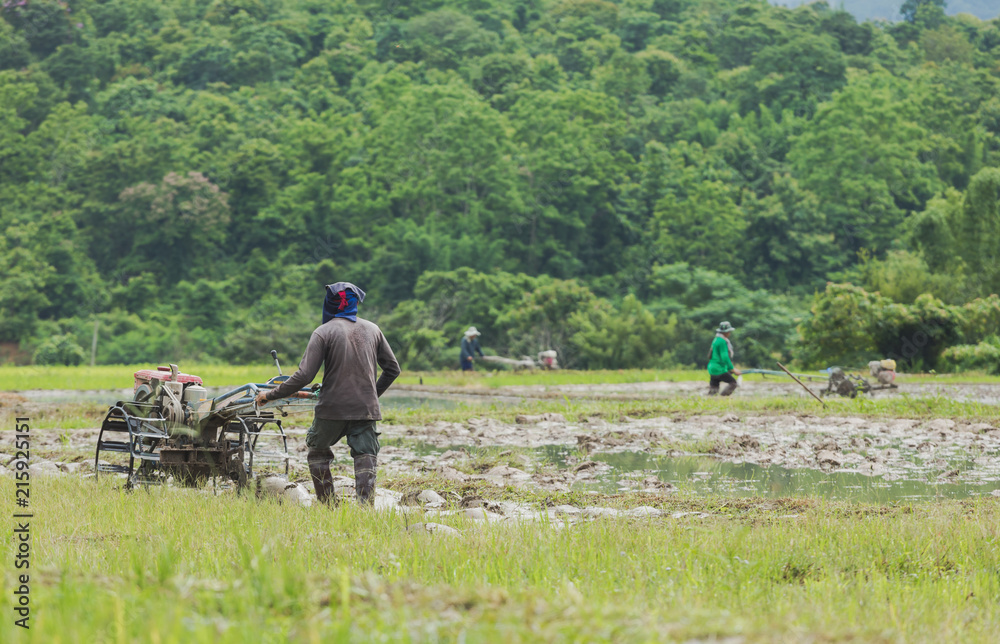 Preparing the rice field by Thai farmers. Stock Photo | Adobe Stock