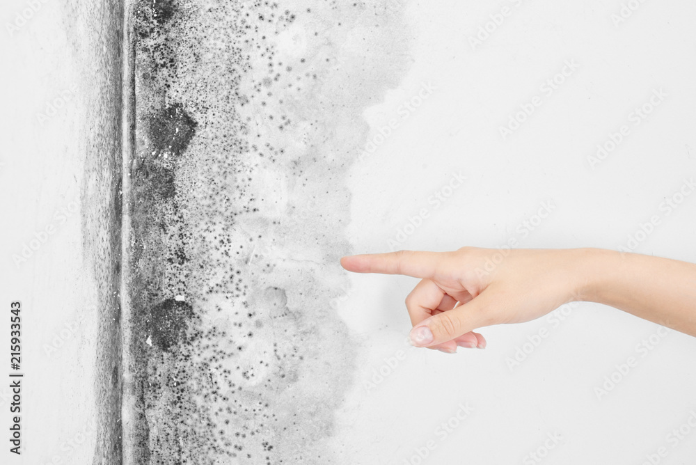 Mold. Aspergillus. The finger of the hand points to the black fungus on ...