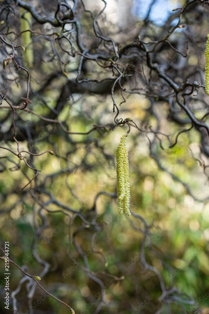 close up of corkscrew hazel also known as corylus avellana contorta ...