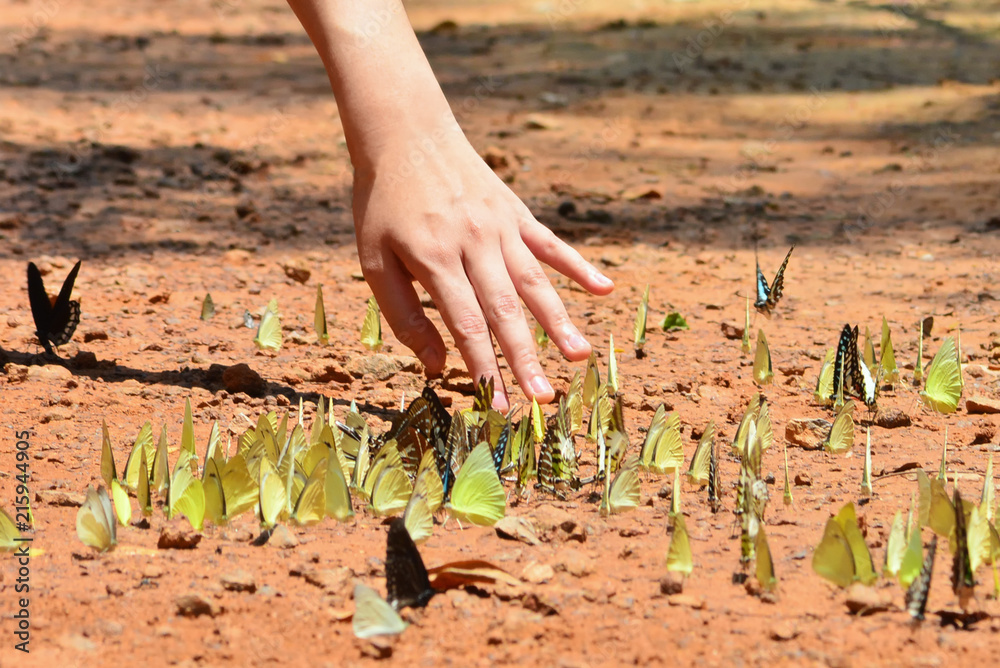 The girl's hand is reaching to catch the butterfly in Pang Sida ...