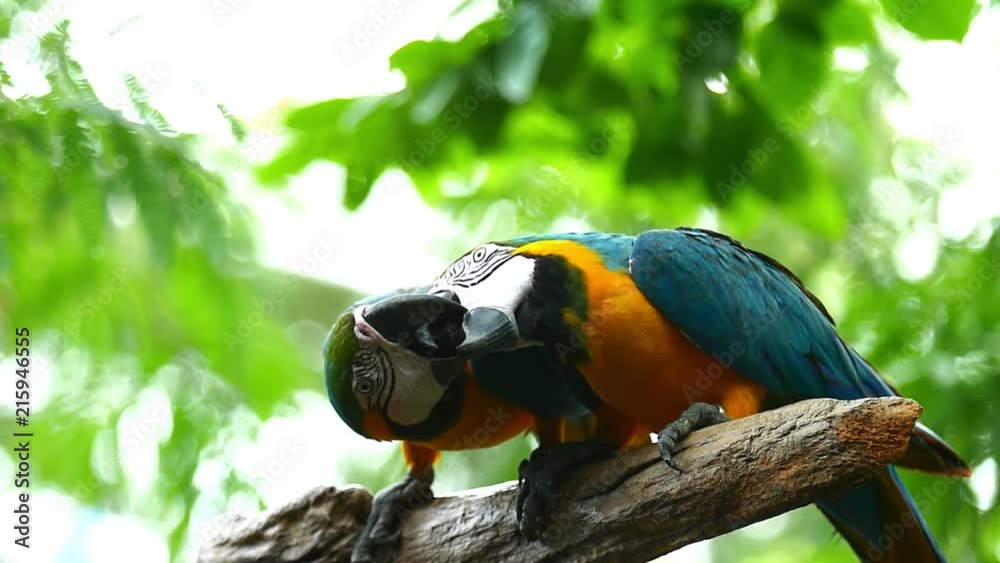 Macaw Parrot Stock Video | Adobe Stock
