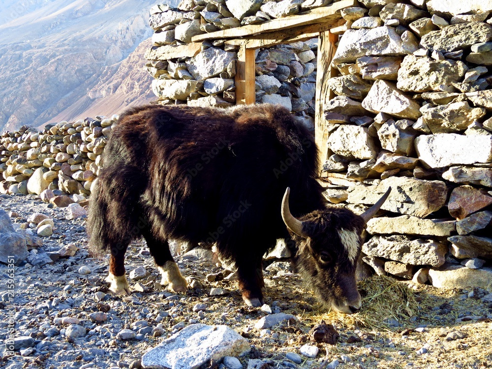 Yak in remote Shimshal village, Karakoram, Northern Pakistan Stock ...