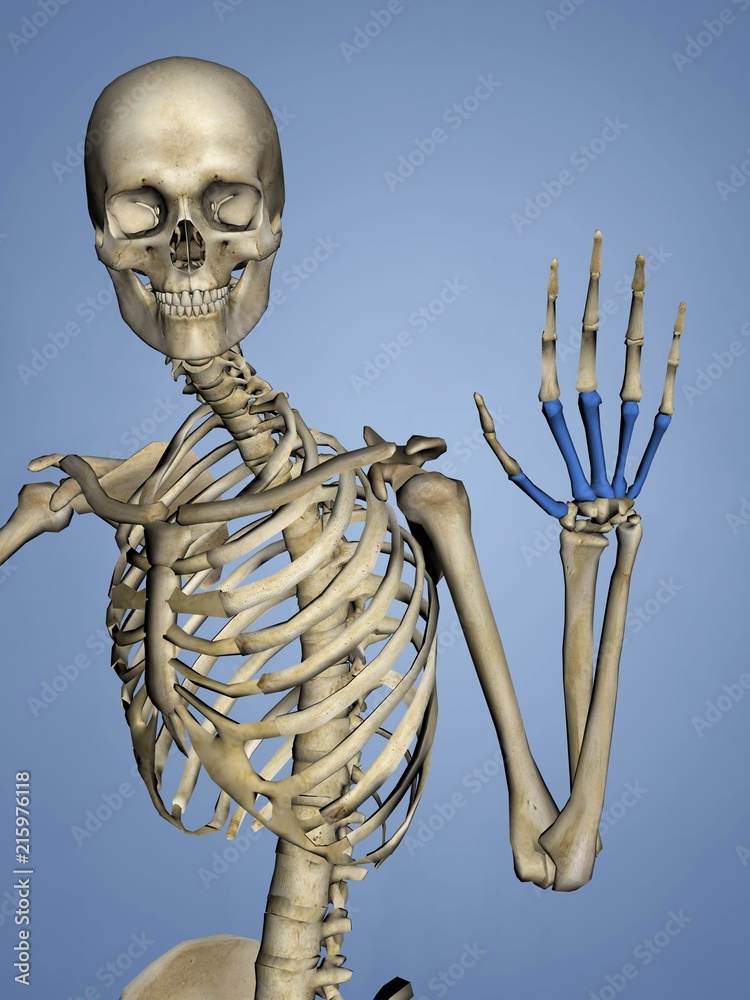 Metacarpus, Human Skeleton, 3D Model Stock Illustration | Adobe Stock