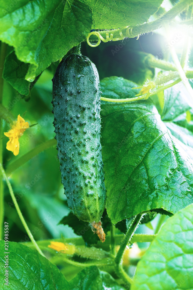 Small cucumber hanging on plant, the cultivation of useful vegetables ...