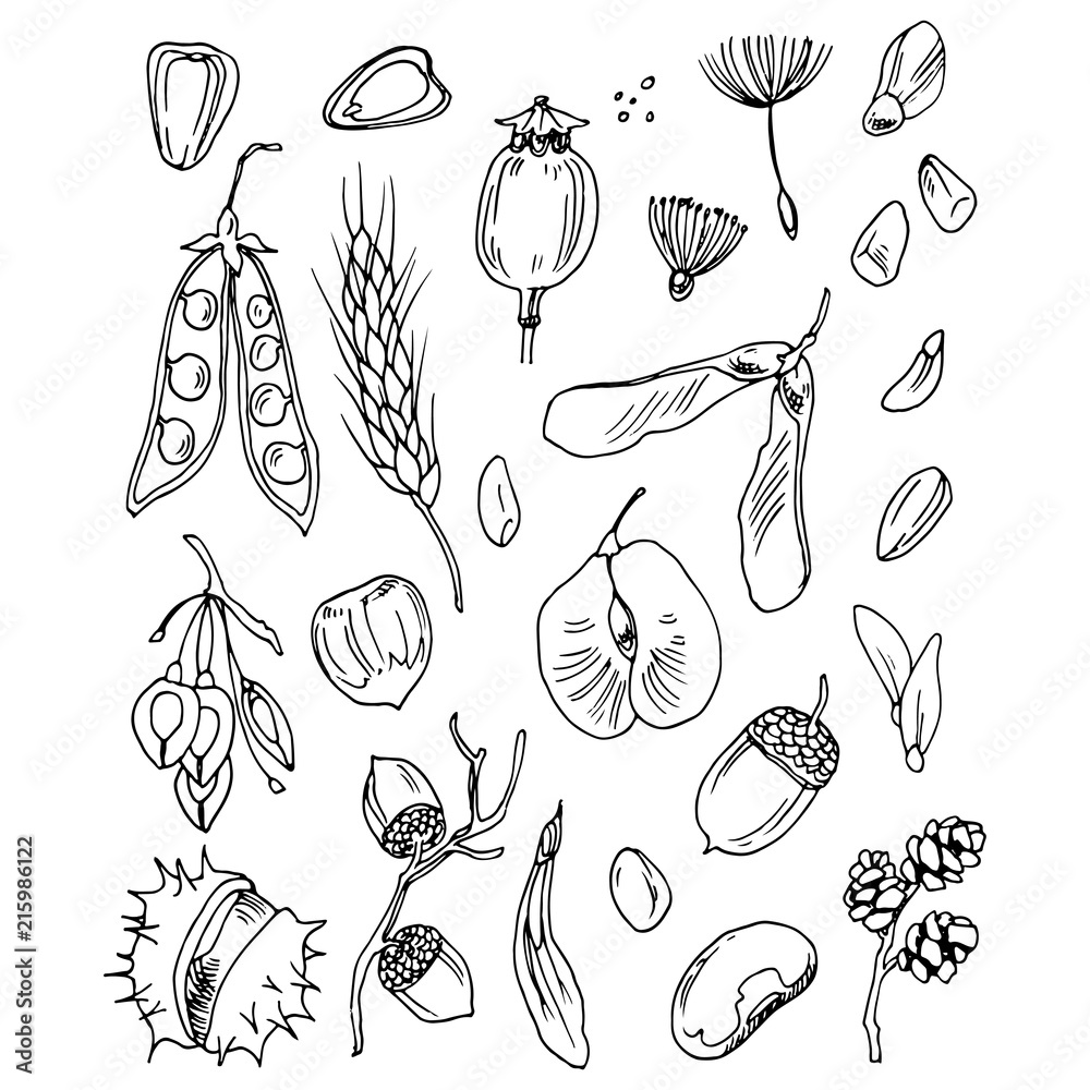 Seed Drawing
