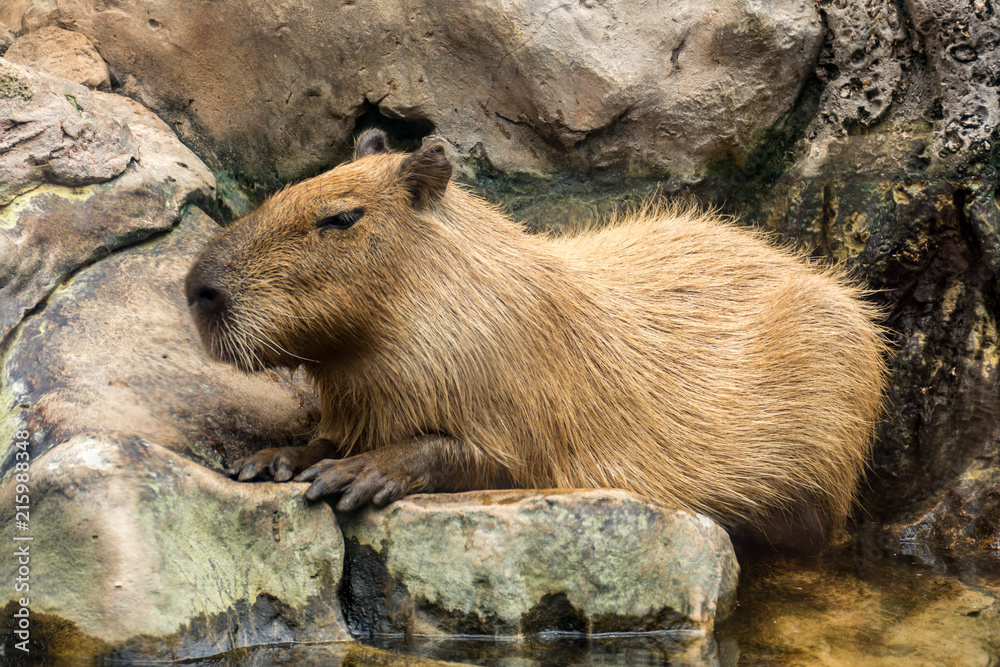 The capybara, capibara, ronsoco, chigüire or chigüiro (Hydrochoerus ...