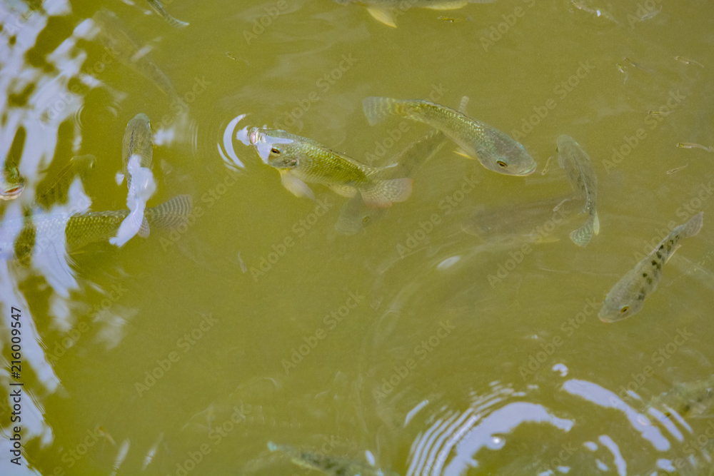 Close up view of The Mozambique tilapia (Oreochromis mossambicus) .A ...