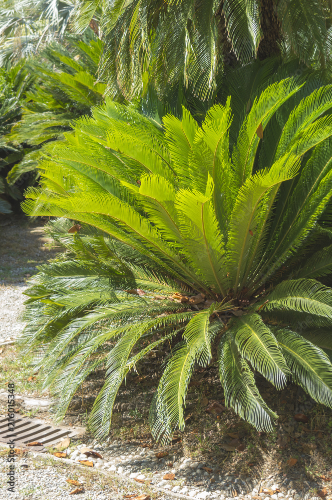 Cycas revoluta (Sotetsu, sago palm, king sago, sago cycad, Japanese ...