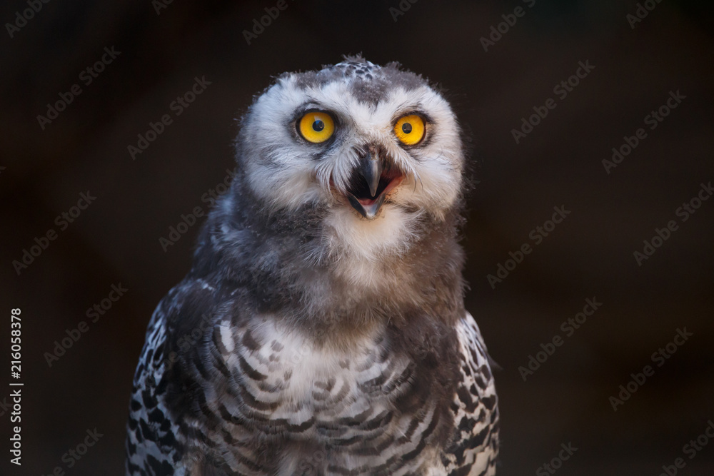 Micrathene whitneyi, the owl owl or dwarf owl with his mouth open while ...