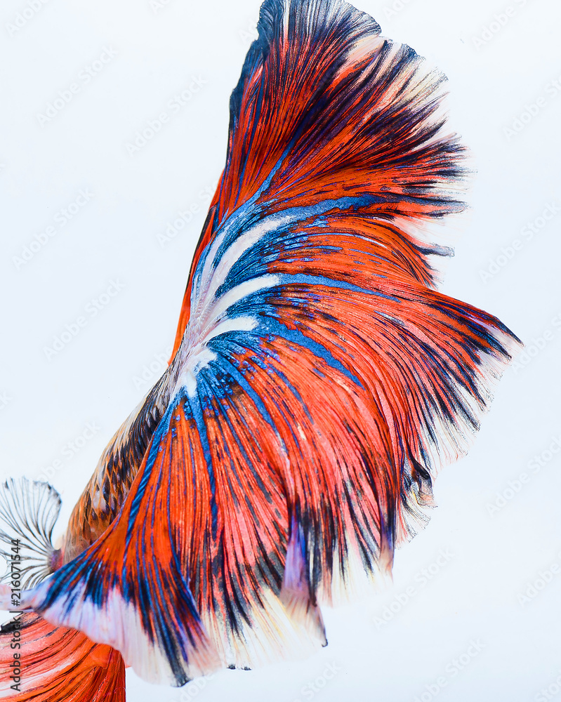 Halfmoon betta fish, siamese fighting fish, Capture moving of fish ...