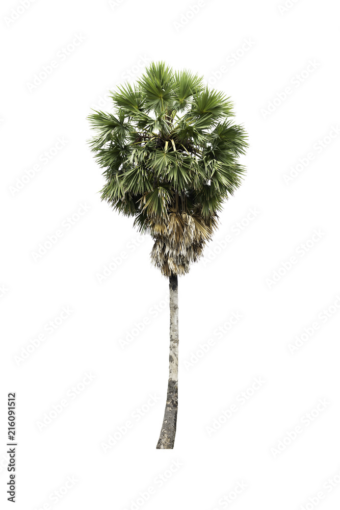 Palmyra Palm ; Toddy Palm ; Wine Palm (Scientific Name:Borassus ...