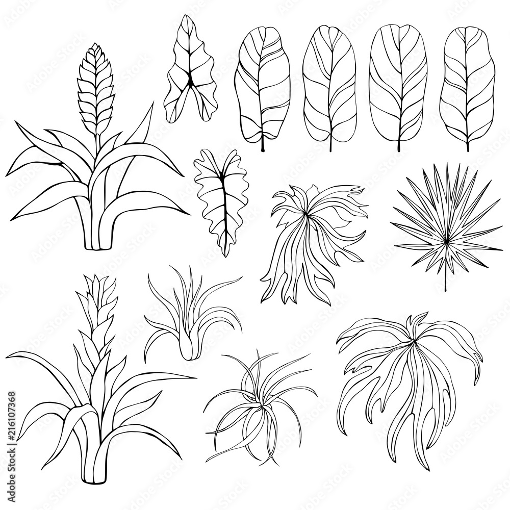 Tropical Plants Drawing