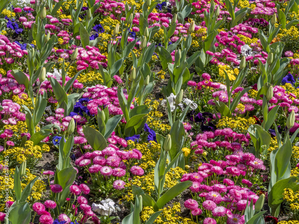 Colorful flower bed with spring flowers in the palace garden of Dachau ...