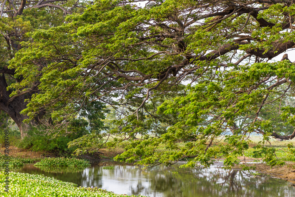 The old rain trees were planted by the British. The lake, Tissa Wewa ...
