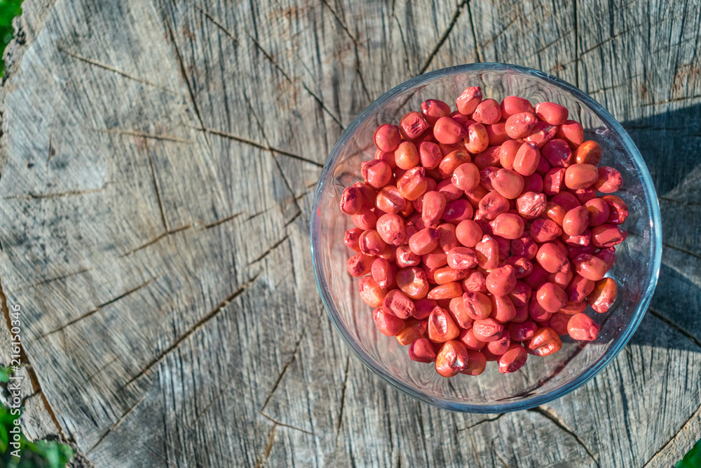 Treated colorful corn seeds ready for planting on green grass and ...