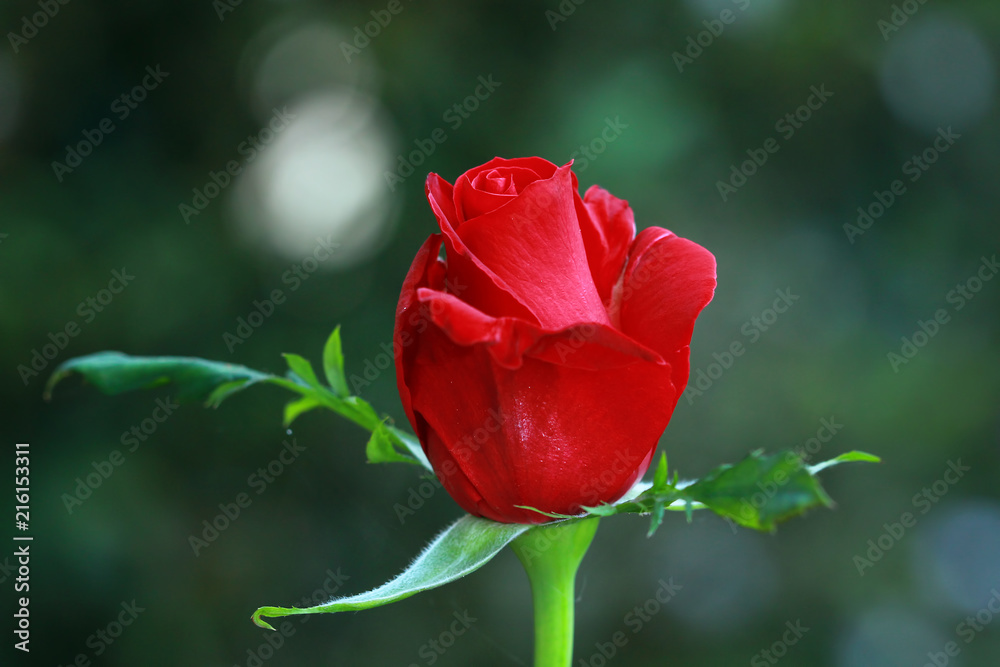 Close-up of a red rose growing in a garden Stock Photo | Adobe Stock
