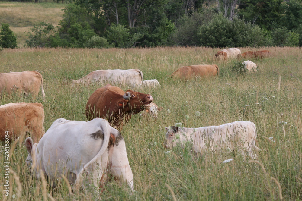 Little group of cows in a small field of tall grasses. Stock Photo ...