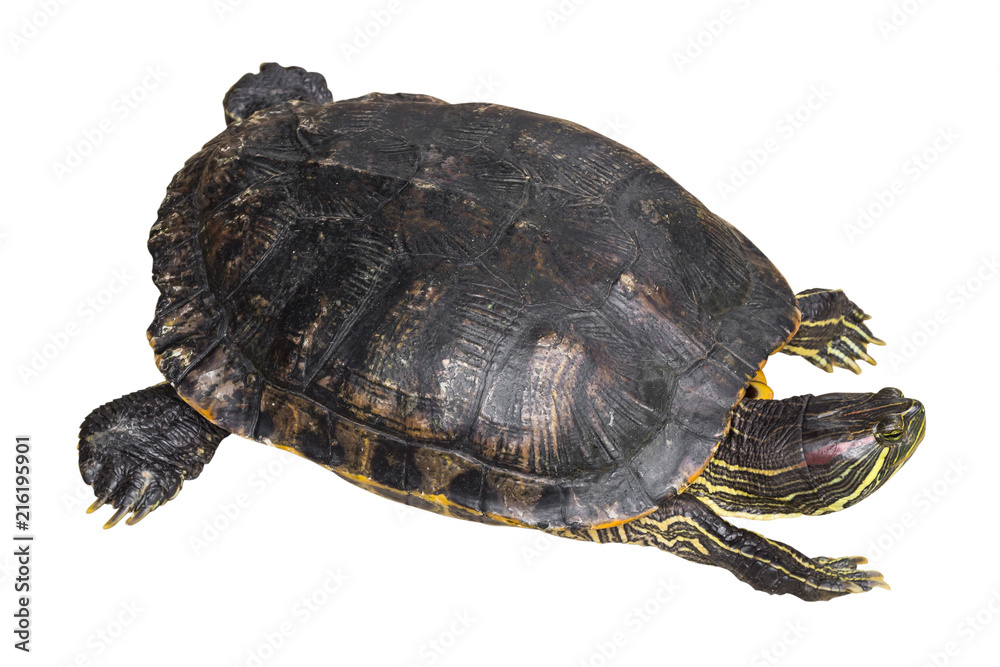 Red eared slider turtle ( Trachemys scripta elegans ) is creeping and ...