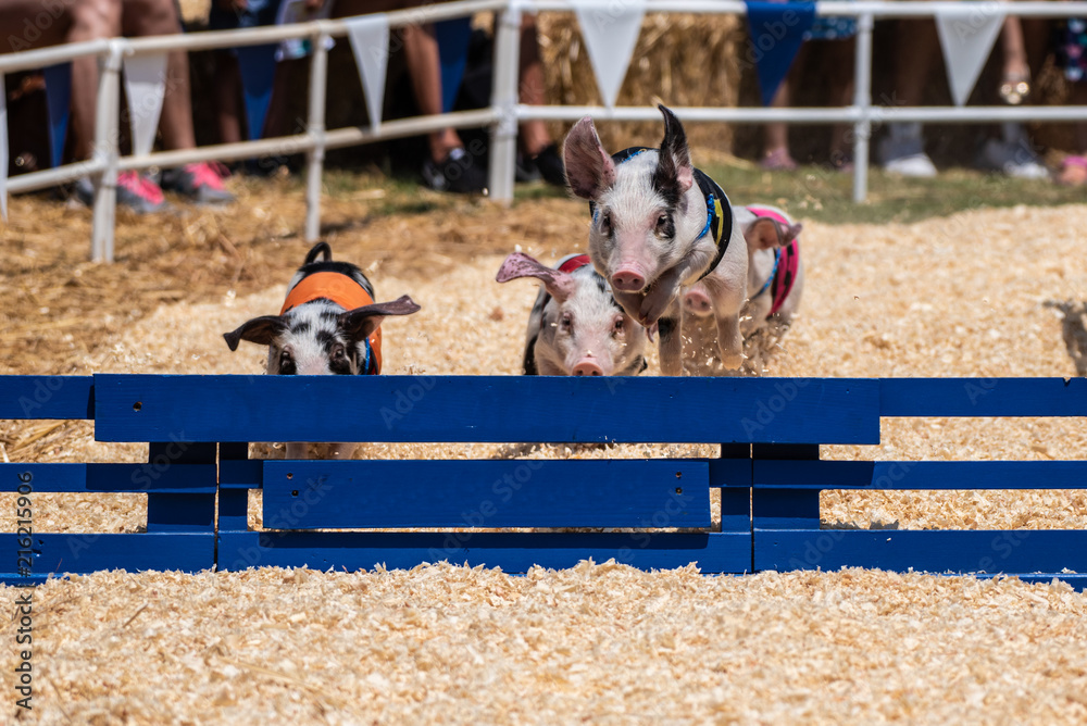Quick and agile racing pigs jumping over hurdle as they speed toward ...
