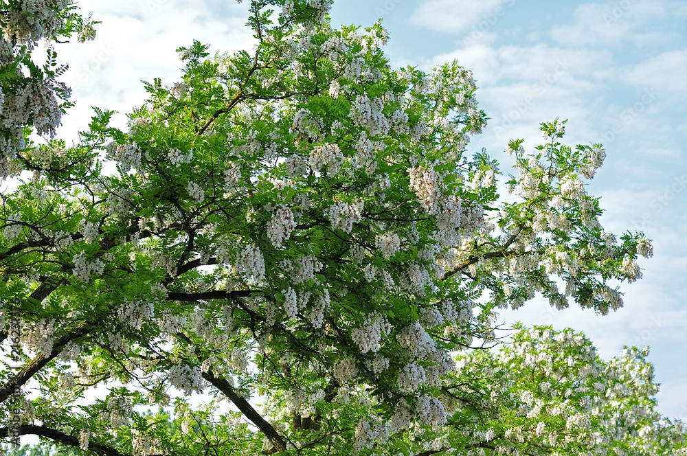 black locust tree in front of blue sky with white clouds Stock Photo ...