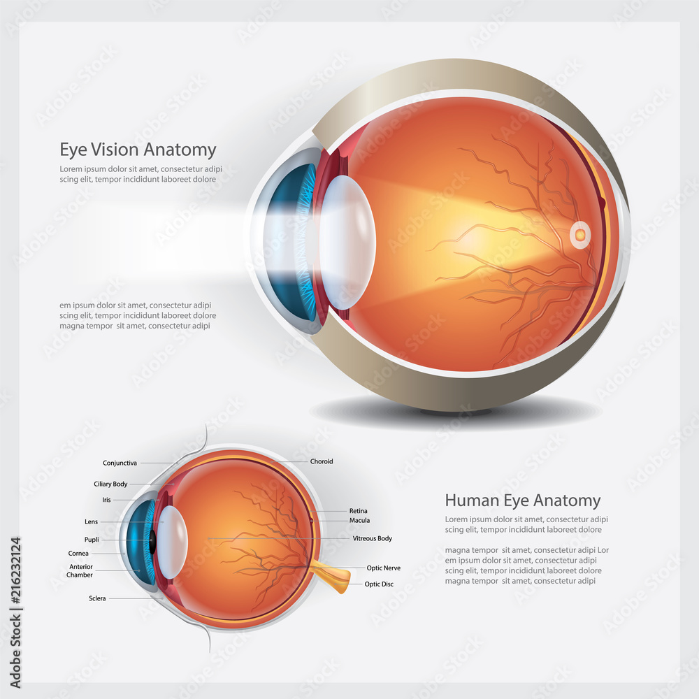 Human Eye Vision Anatomy Vector Illustration Stock Vector | Adobe Stock