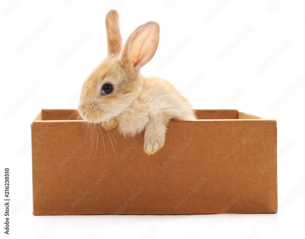 Red bunny in box. Stock Photo | Adobe Stock