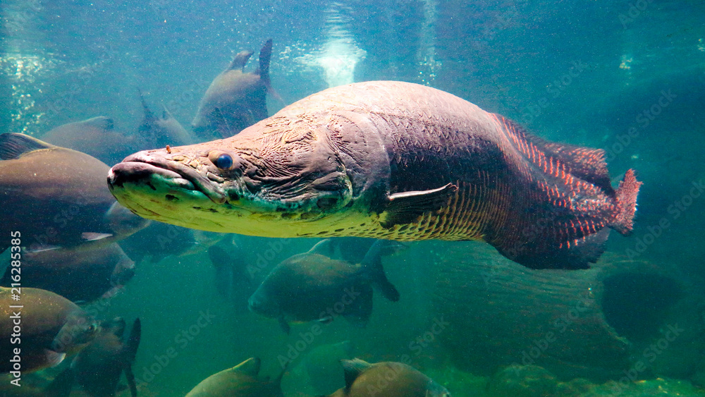 Largest Freshwater Fish