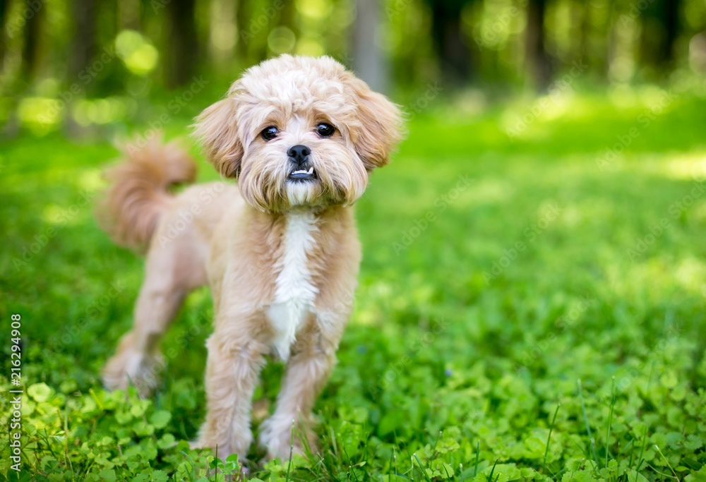 Do Terriers Have Underbites