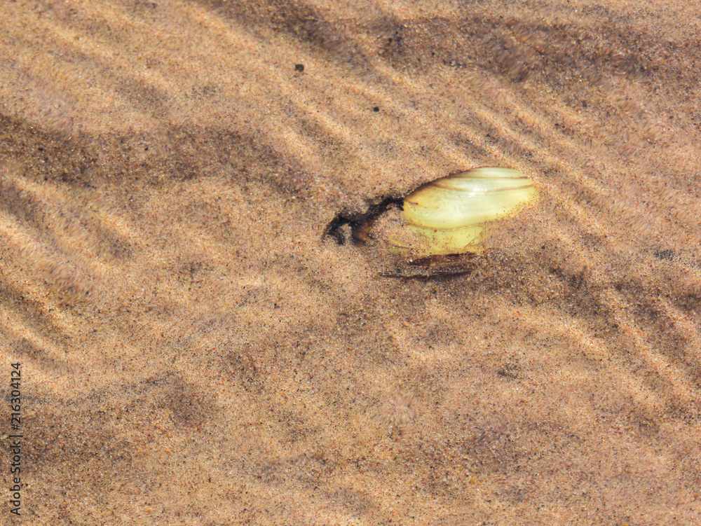 Bivalve shellfish on the shallow shore, buried in sand, visible through ...