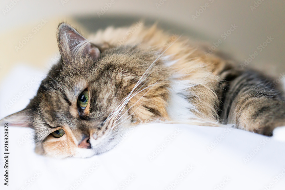 Closeup portrait of adorable sad calico maine coon cat face lying on ...