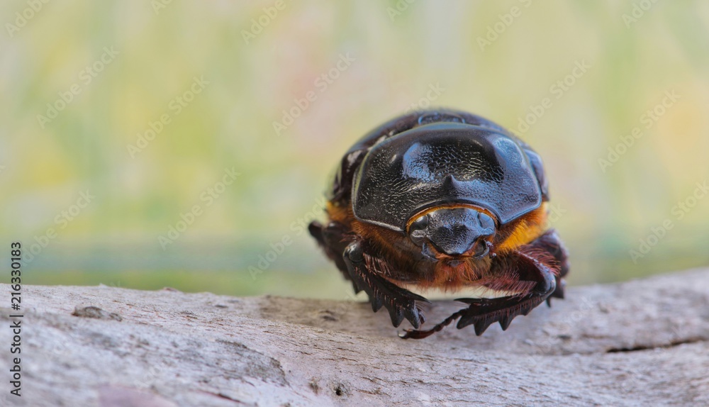 A female Ox beetle (Strategus aloeus) facing the camera while resting ...