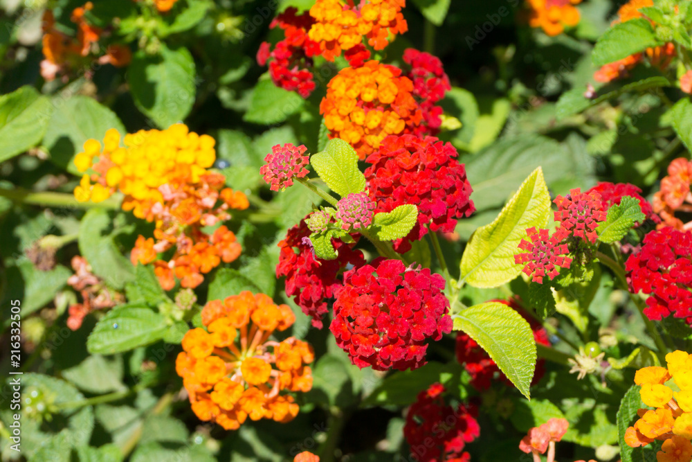 Colorful orange and red flowers Lantana Camara or Weeping lantana. Also ...