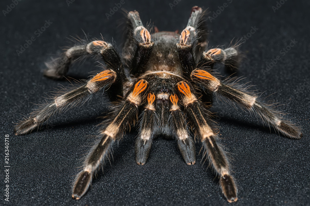 Mexican redknee tarantula (Brachypelma smithi) isolated on black ...