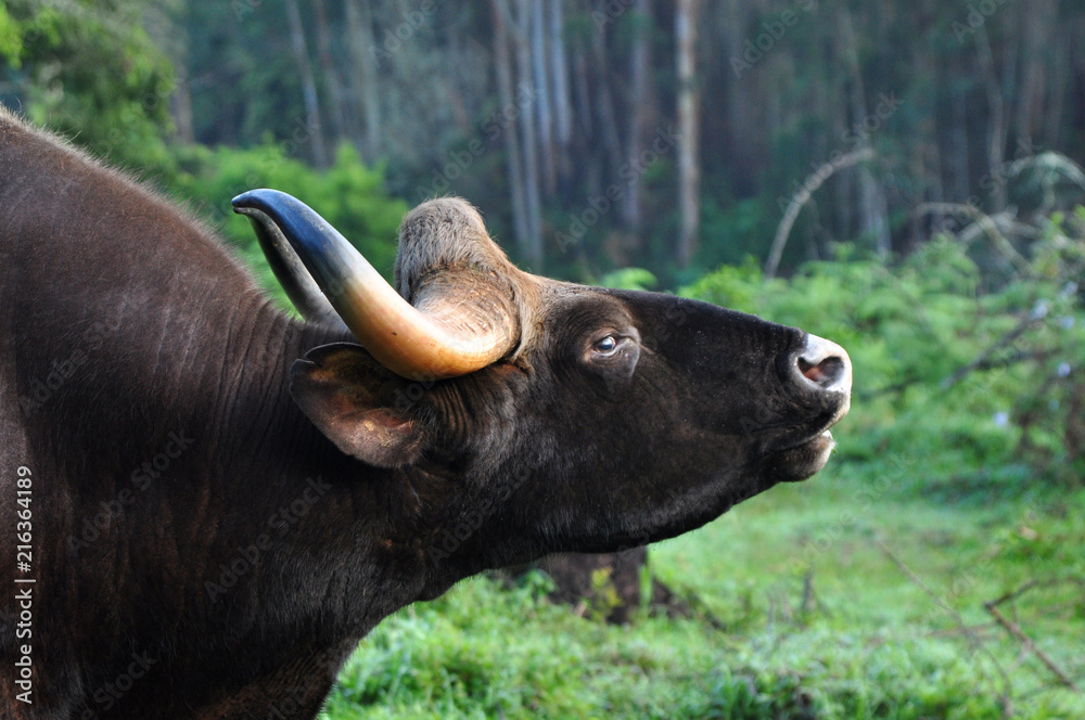 Roaring Bison (Western Ghats, Kerala, India) Stock Photo | Adobe Stock