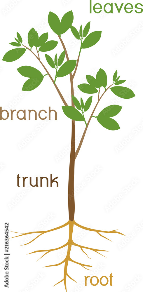Parts of plant. Morphology of tree with green crown, root system, and ...