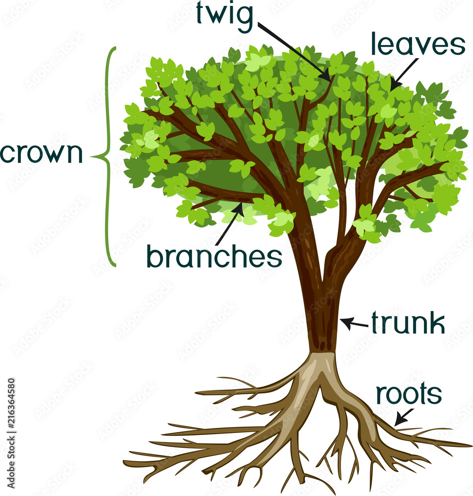 Parts of plant. Morphology of tree with green crown, root system, and ...