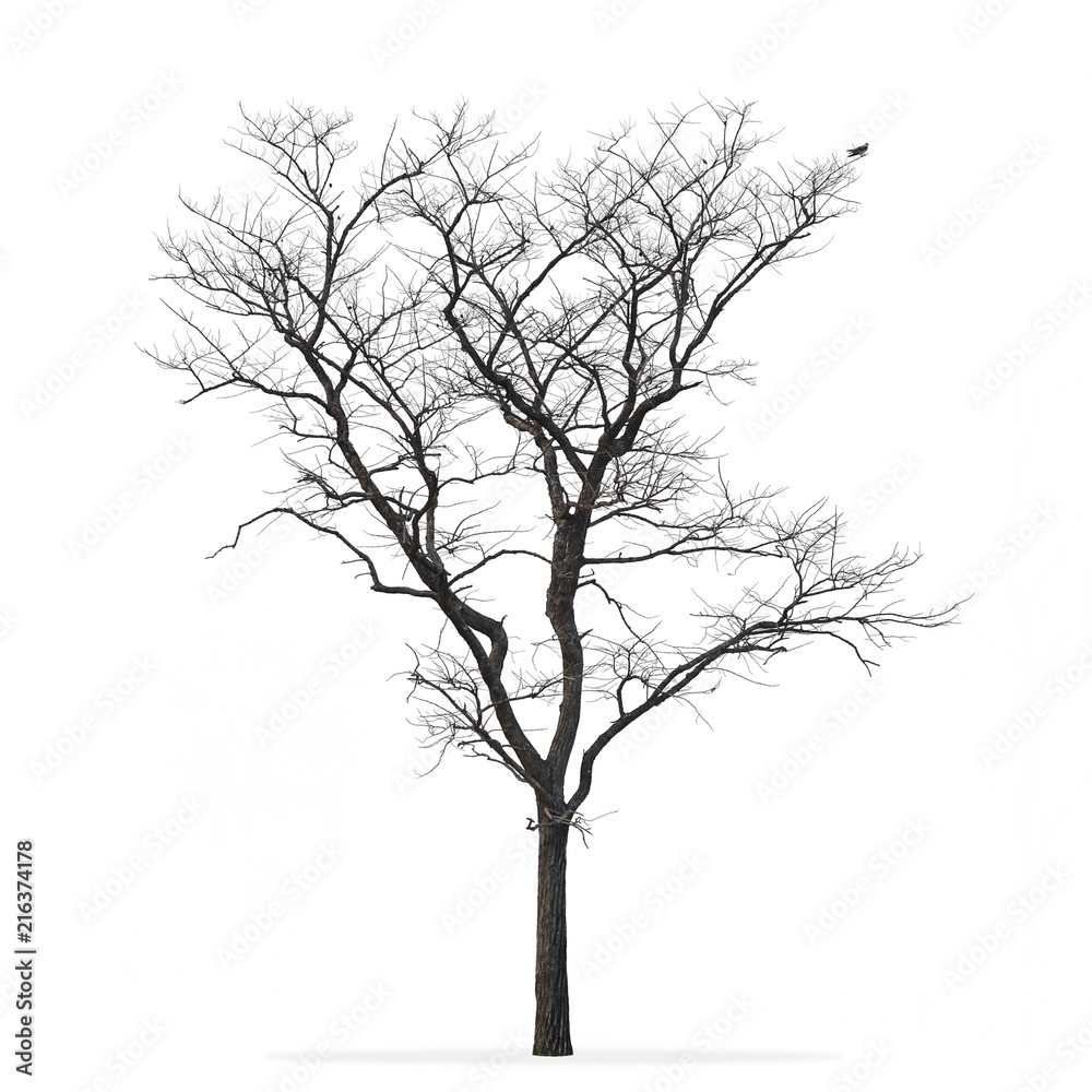 Leafless tree isolated white background Stock Photo | Adobe Stock