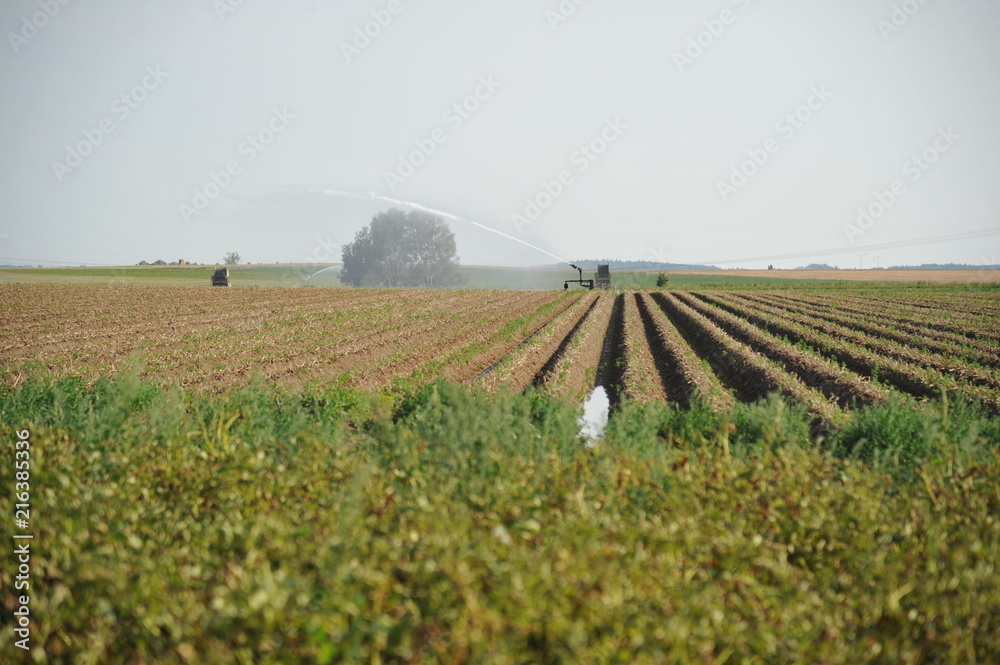 Feld in Landwirtschaft wird bei Dürre und Hitzewelle im Sommer ...