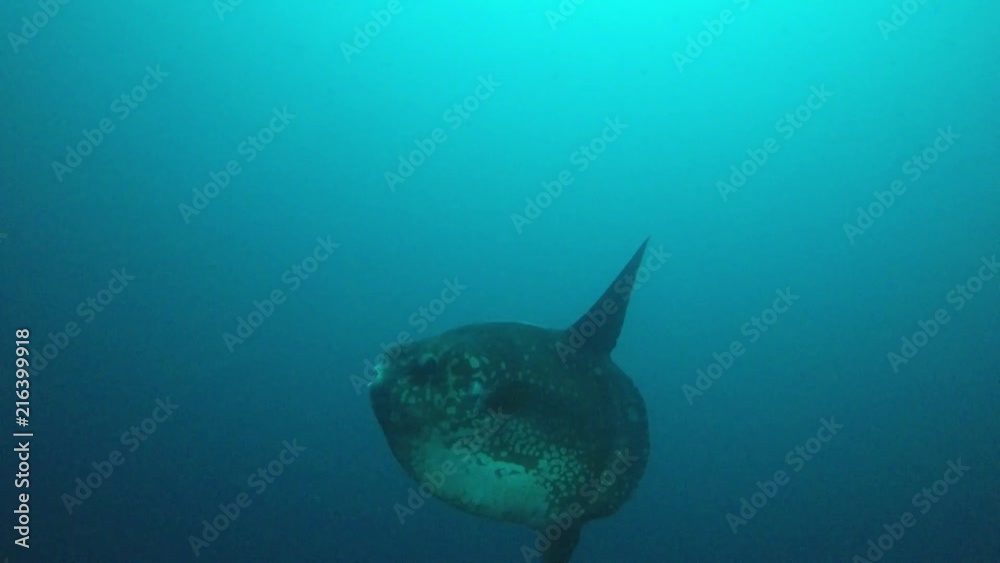 Mola mola fish. (Sunfish or moonfish). Nusa Penida, Indonesia Stock ビデオ ...