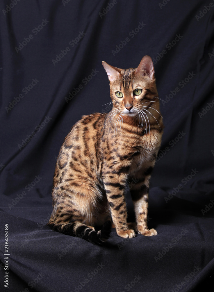 Dark Bengal Cat