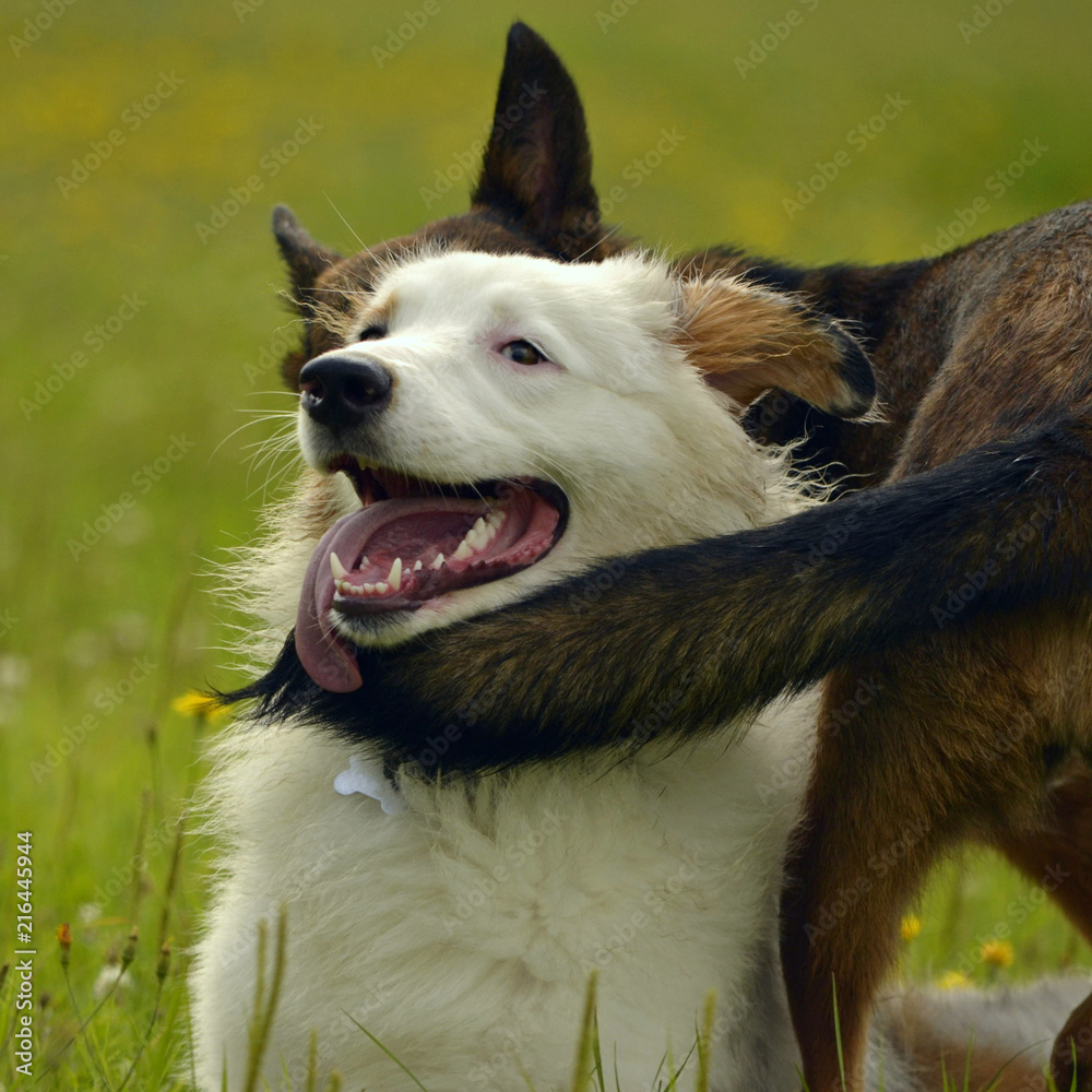 Aggressive Australian Shepherd