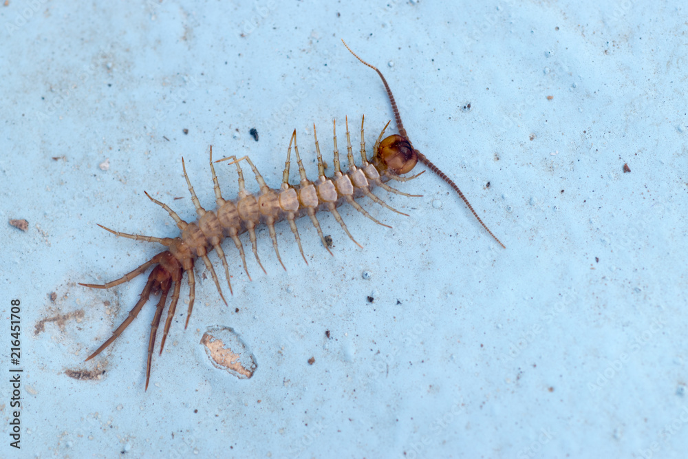 Lithobius forficatus, brown centipede or stone centipede, is a common ...