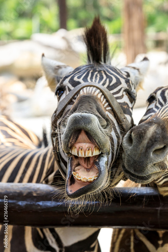 Zebra Tongue