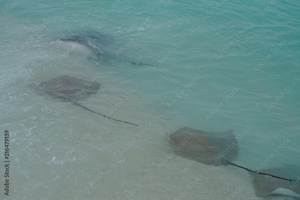 Close encounter with stingrays along the shallow water of a beach in ...