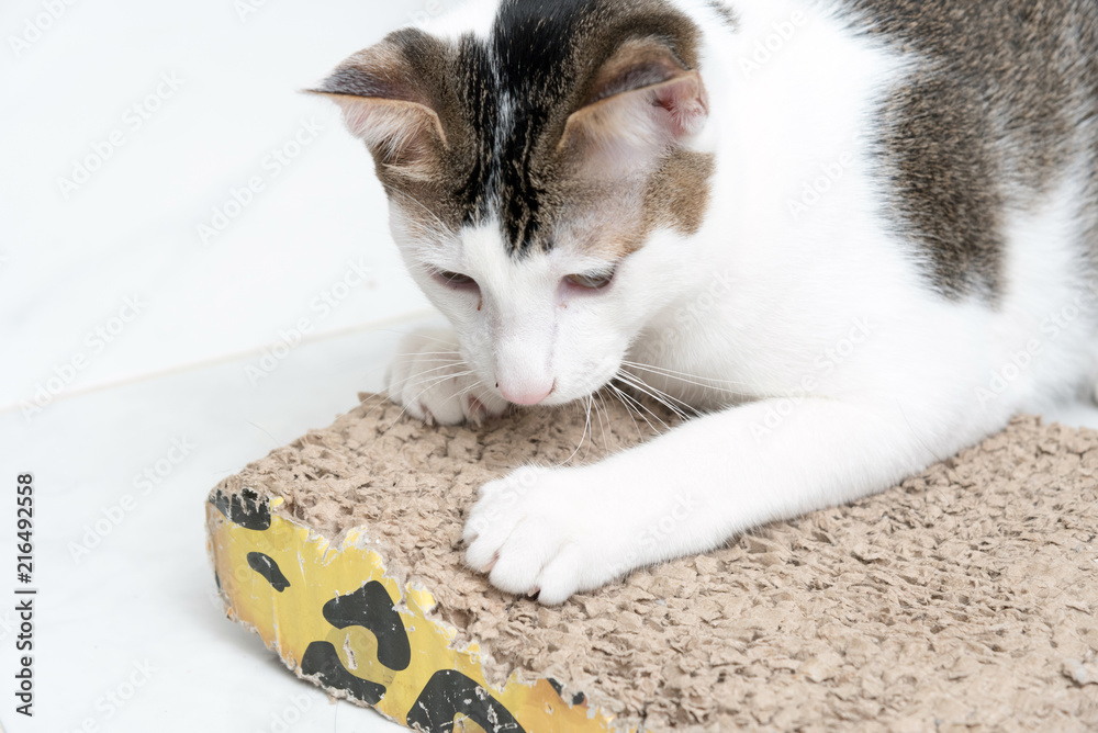 Cat Scratching.Claws on the scratching post Stock Photo | Adobe Stock