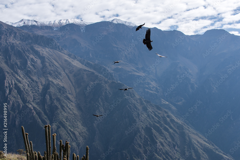 Condor of the Andes biggest bird of the world from Peru Stock Photo ...