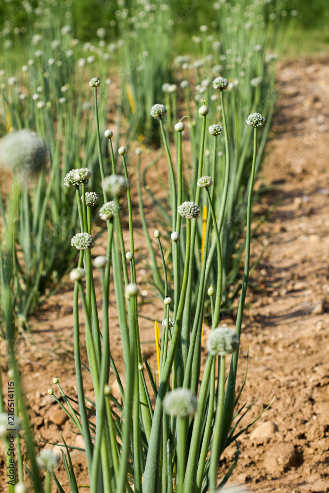 culture d'oignon en fleur Photos | Adobe Stock