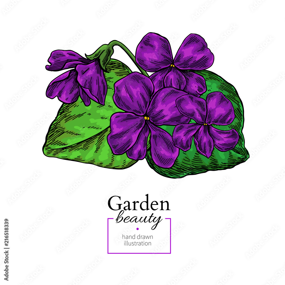 Violet flower drawing. Vector hand drawn floral bouquet. Viola nature ...