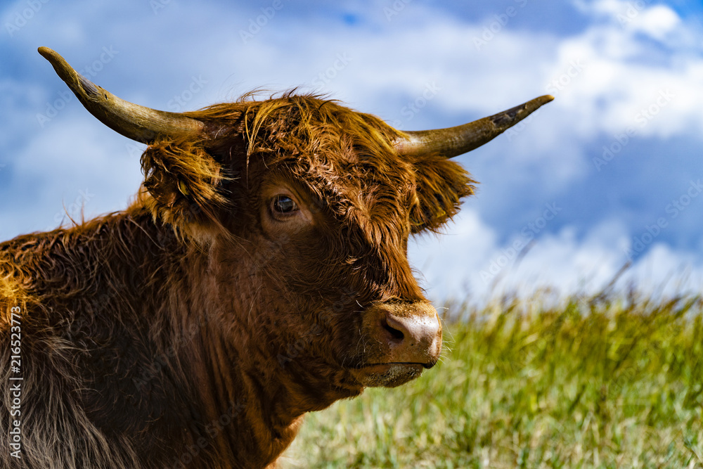 Highland cattle in Denmark on the island Fanoe Stock Photo | Adobe Stock